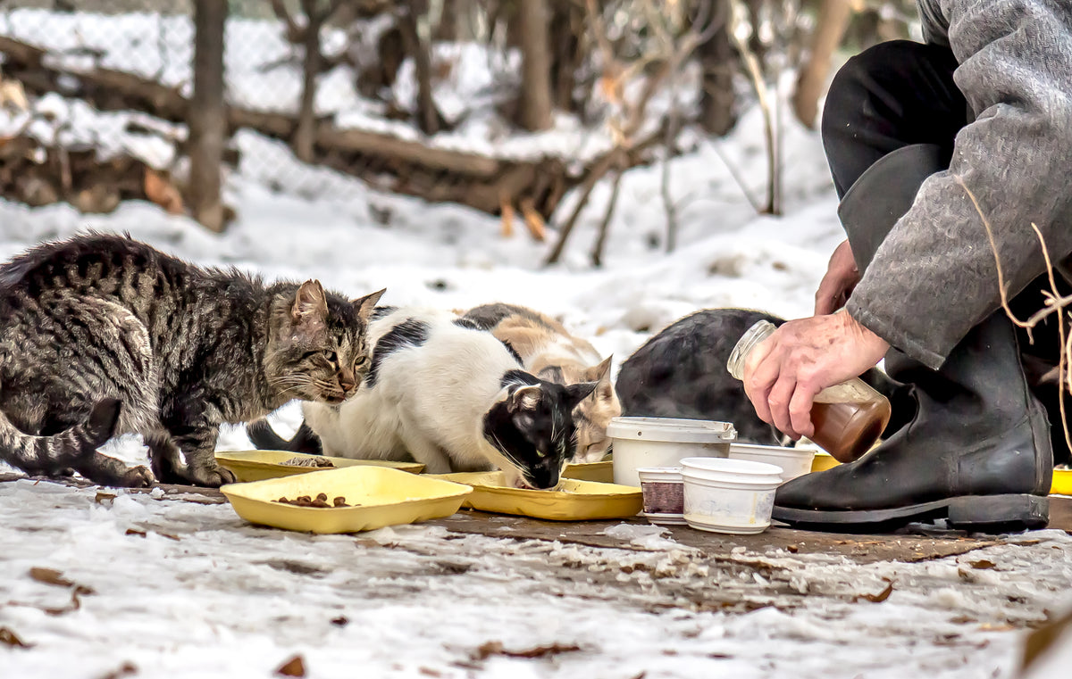 How to Help Stray and Feral Cats | I and love and you