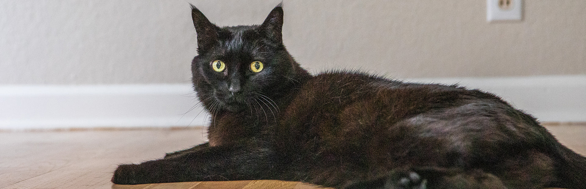 Feed Meow® Wet Cat Food Pouches | I and love and you