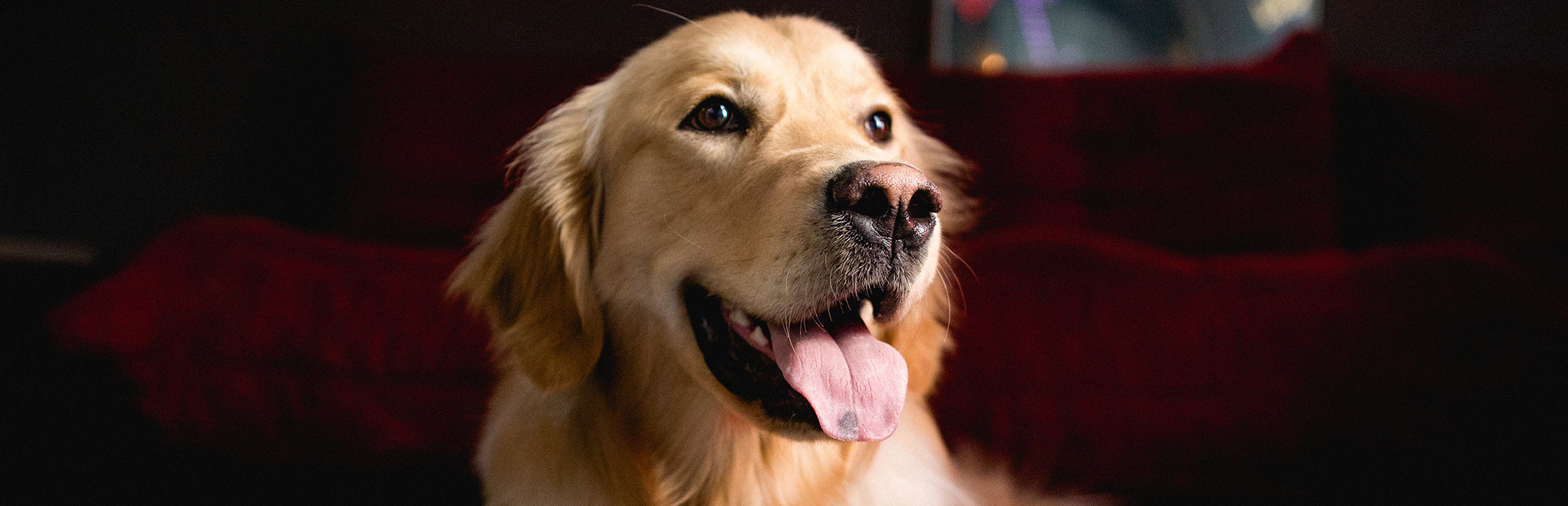 Limited Ingredient Dog Food | Lovingly Simple™ | I and love and you