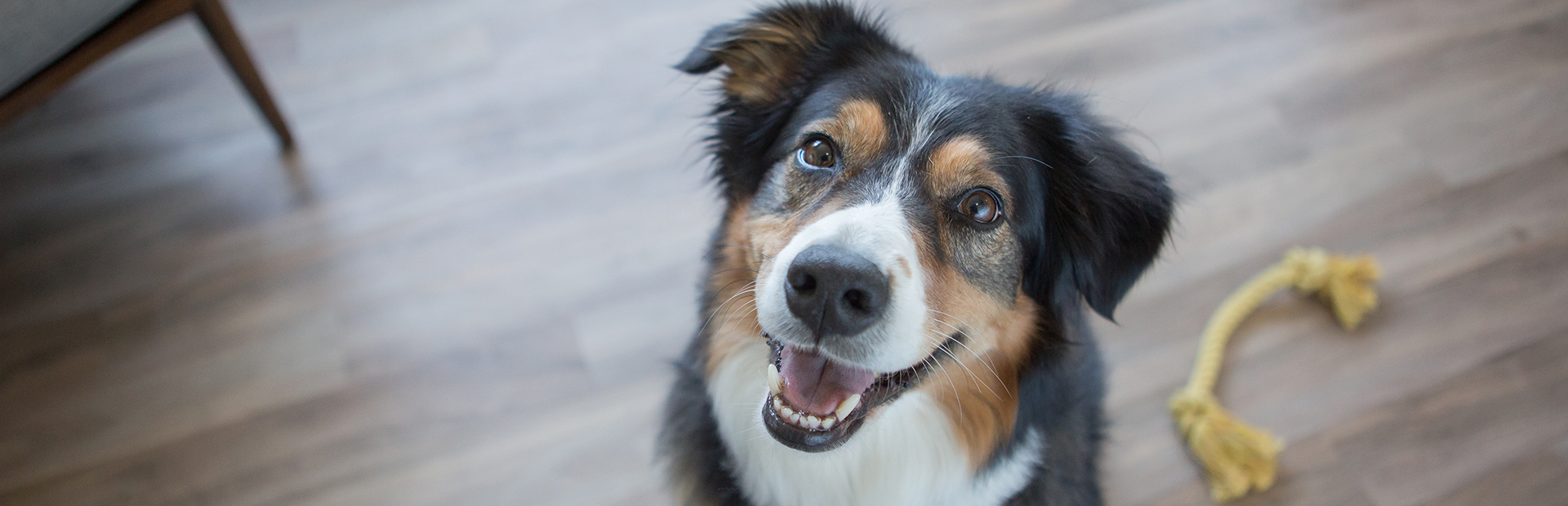 Oven Baked Dog Food | Baked & Saucy™ | I and love and you